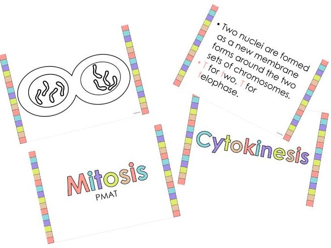 Cell Cycle (Mitosis) Classroom Display - Biology | Teaching Resources