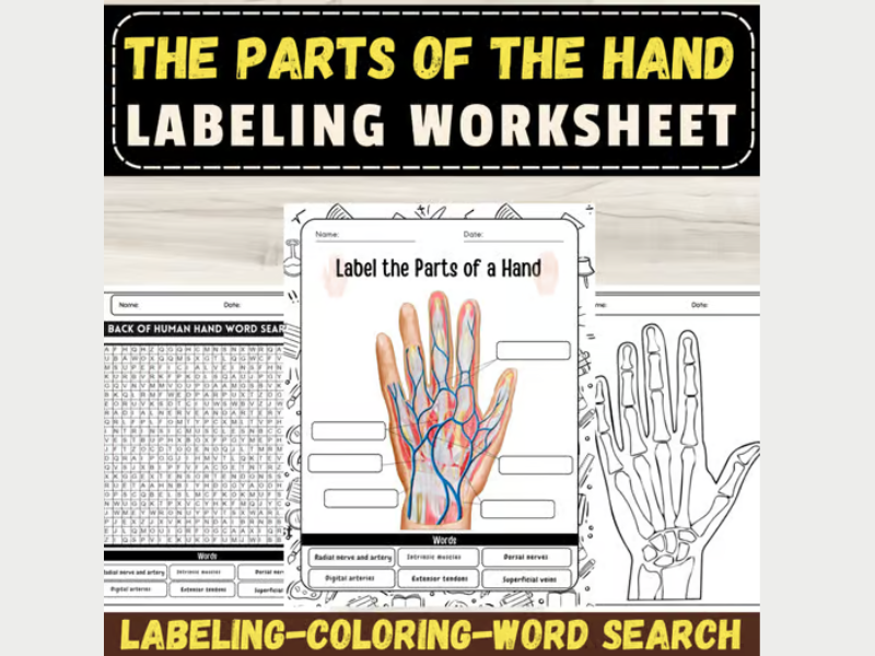 Anatomy of the Back of the Human Hand: Labeling Worksheet with ...