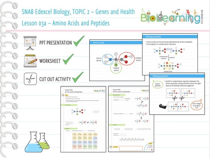 SNAB Biology Topic 2 - Lesson 3a (Amino acids and peptides) – WS, PPT ...