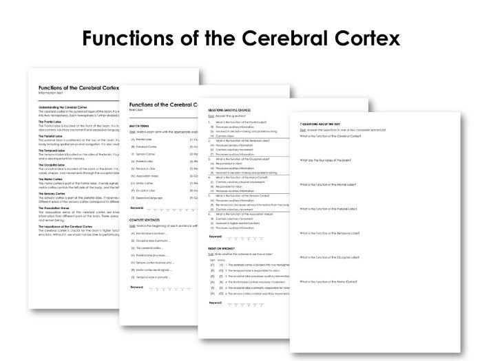 Functions of the Cerebral Cortex | Teaching Resources