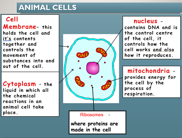 B1.2 Animal and plant cells | Teaching Resources