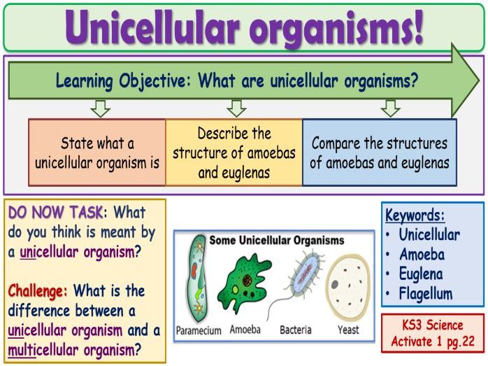 Unicellular Organisms KS3 Activate Science | Teaching Resources
