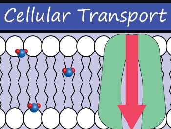 Cellular Transport Bundle | Teaching Resources