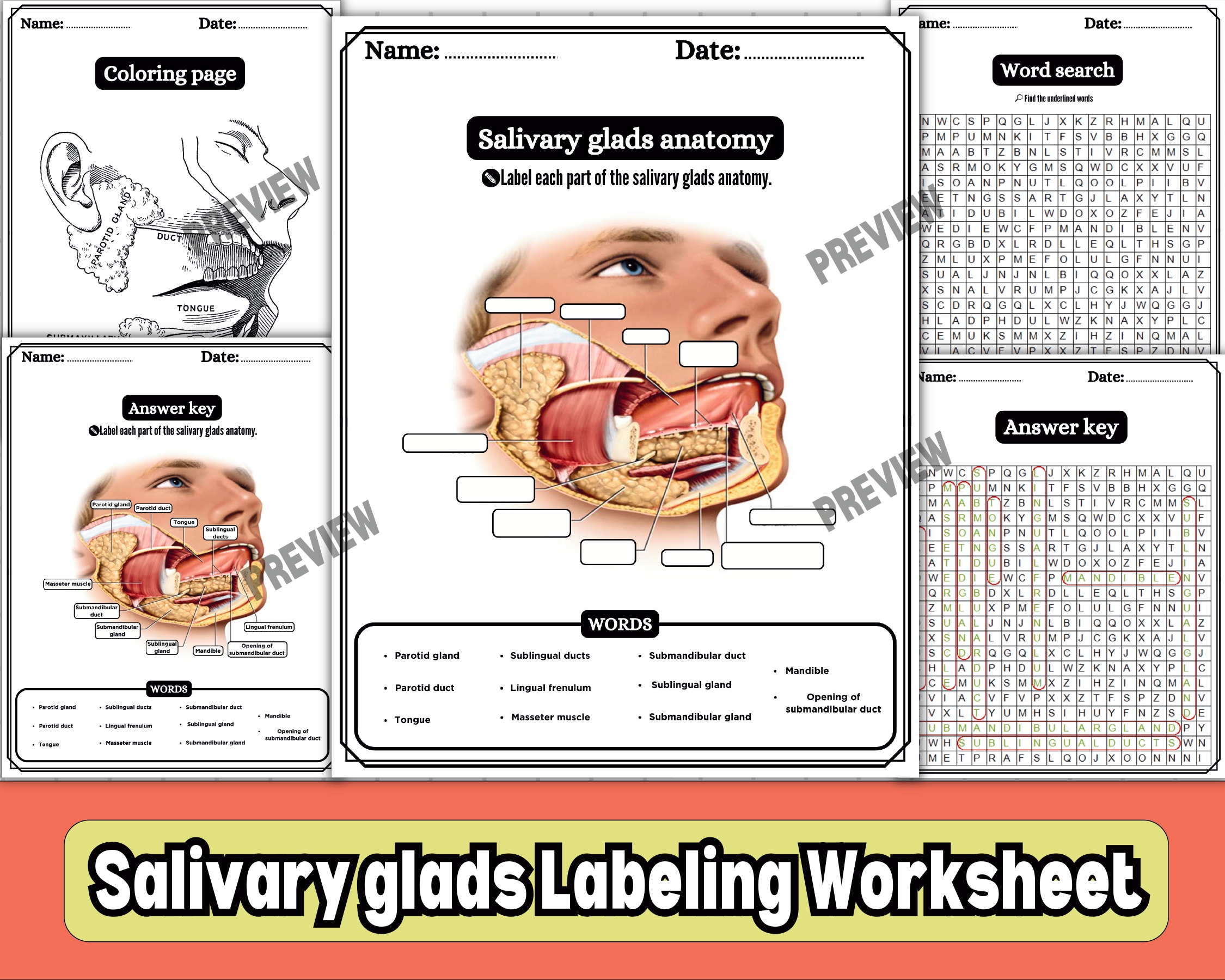 Salivary Glands Anatomy-Labeling Diagram,Coloring & Word Search | Human Body Systems Activity ...