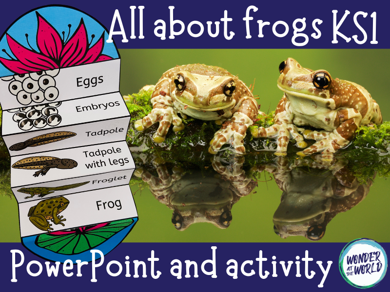 All about frogs presentation and life cycle activity KS1 | Teaching ...