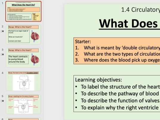 WJEC GCSE Biology Topic 4 (Circulatory System in Humans) Complete ...