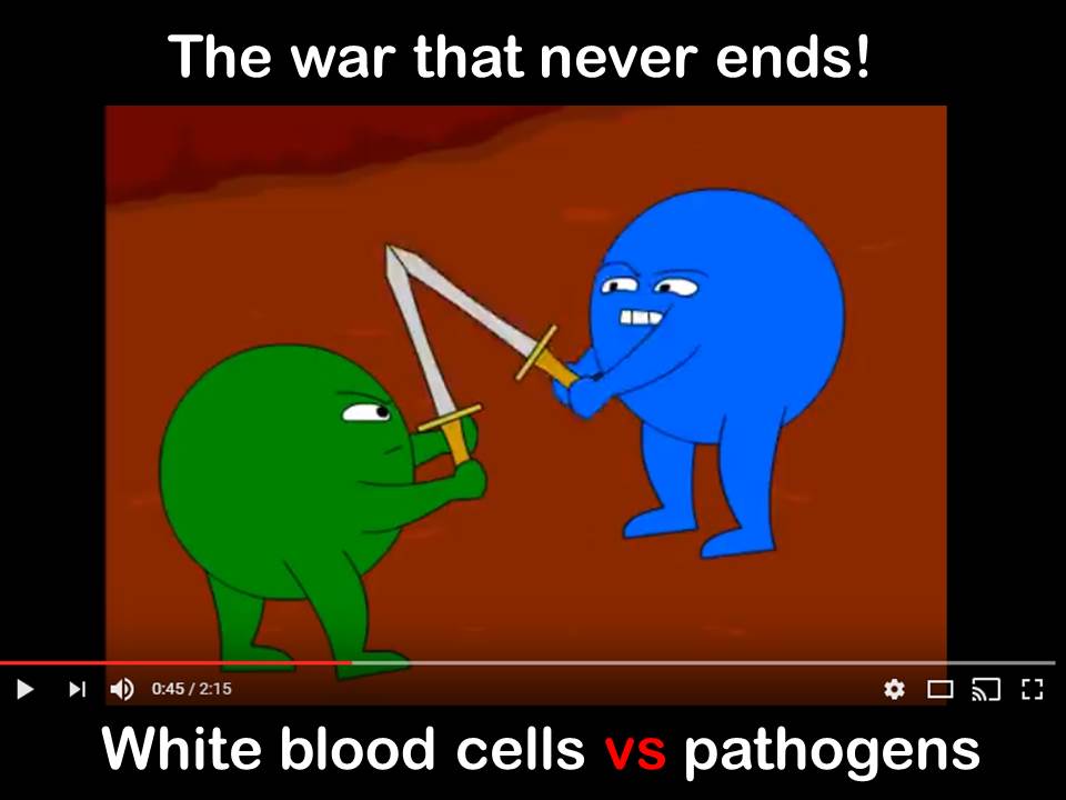 White Blood Cells Fighting Infection Cartoon