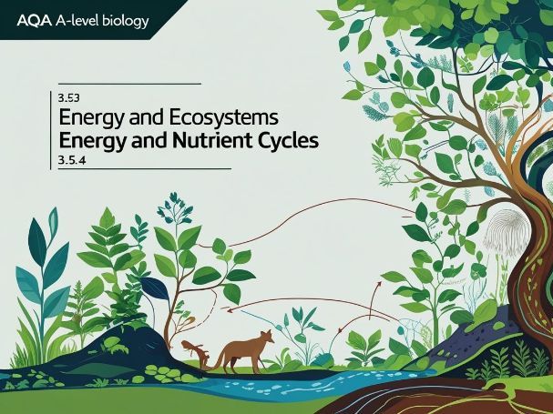 AQA A-level biology 3.5.3 Energy and ecosystems & 3.5.4 Nutrient cycles ...