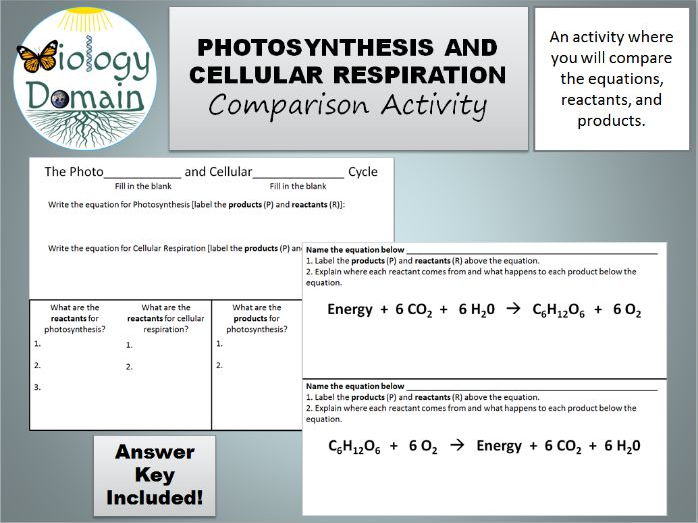 Photosynthesis And Cellular Respiration Comparison Activity With Answer