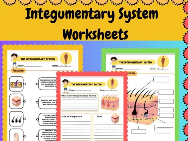 Human Body Systems | Integumentary System | Worksheets and activities ...
