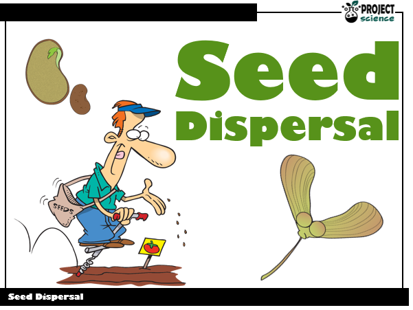 Seed Dispersal PowerPoint | Teaching Resources