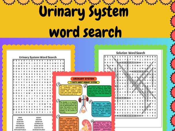Human Body Systems | Urinary System | Facts and Word Search | Teaching ...