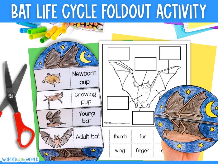 Life cycle of a bat mammal sequence and fold science activity ...