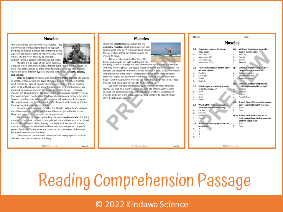 Muscles Reading Comprehension Passage and Questions - PDF | Teaching ...