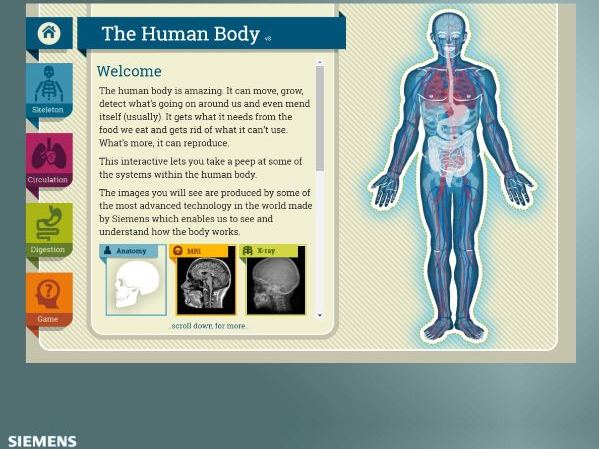  The Human Body KS2 Siemens Education Teaching Resources