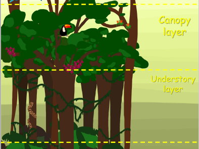 Rainforest Layers Poster | Teaching Resources