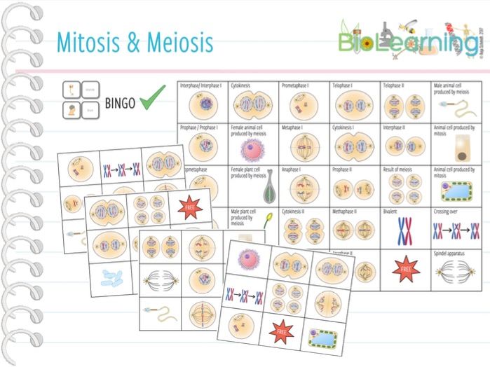High school genetics and evolution resources