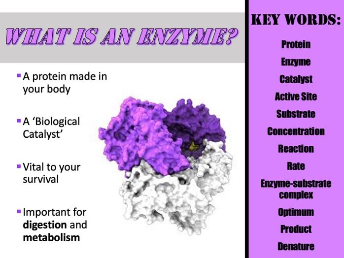 Enzymes | Teaching Resources