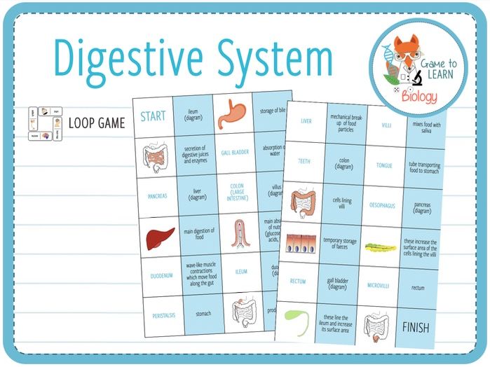 Digestive system - Loop Game (KS3/4) | Teaching Resources