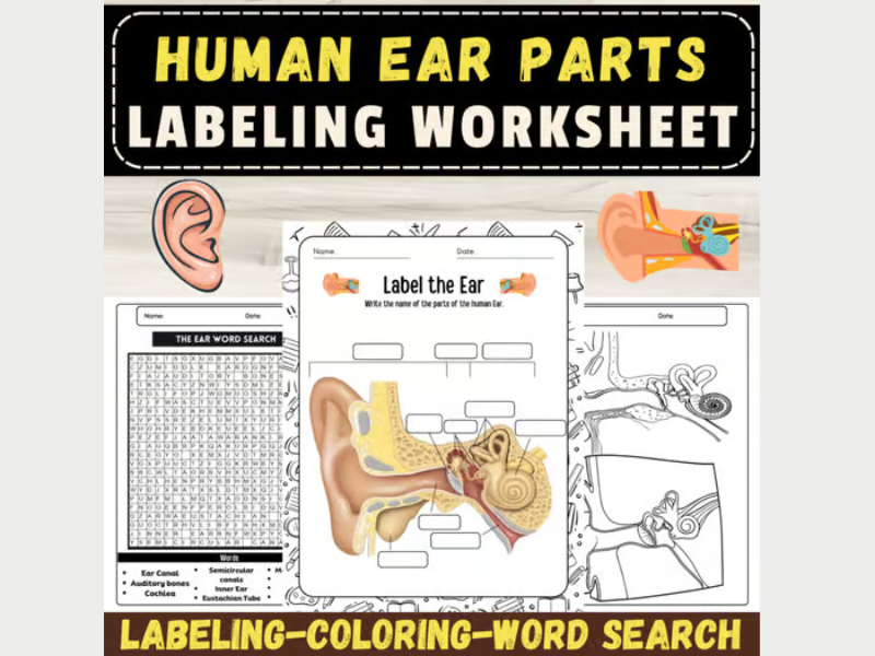 Label the Parts of the Human Ear: End of The year Activities ...