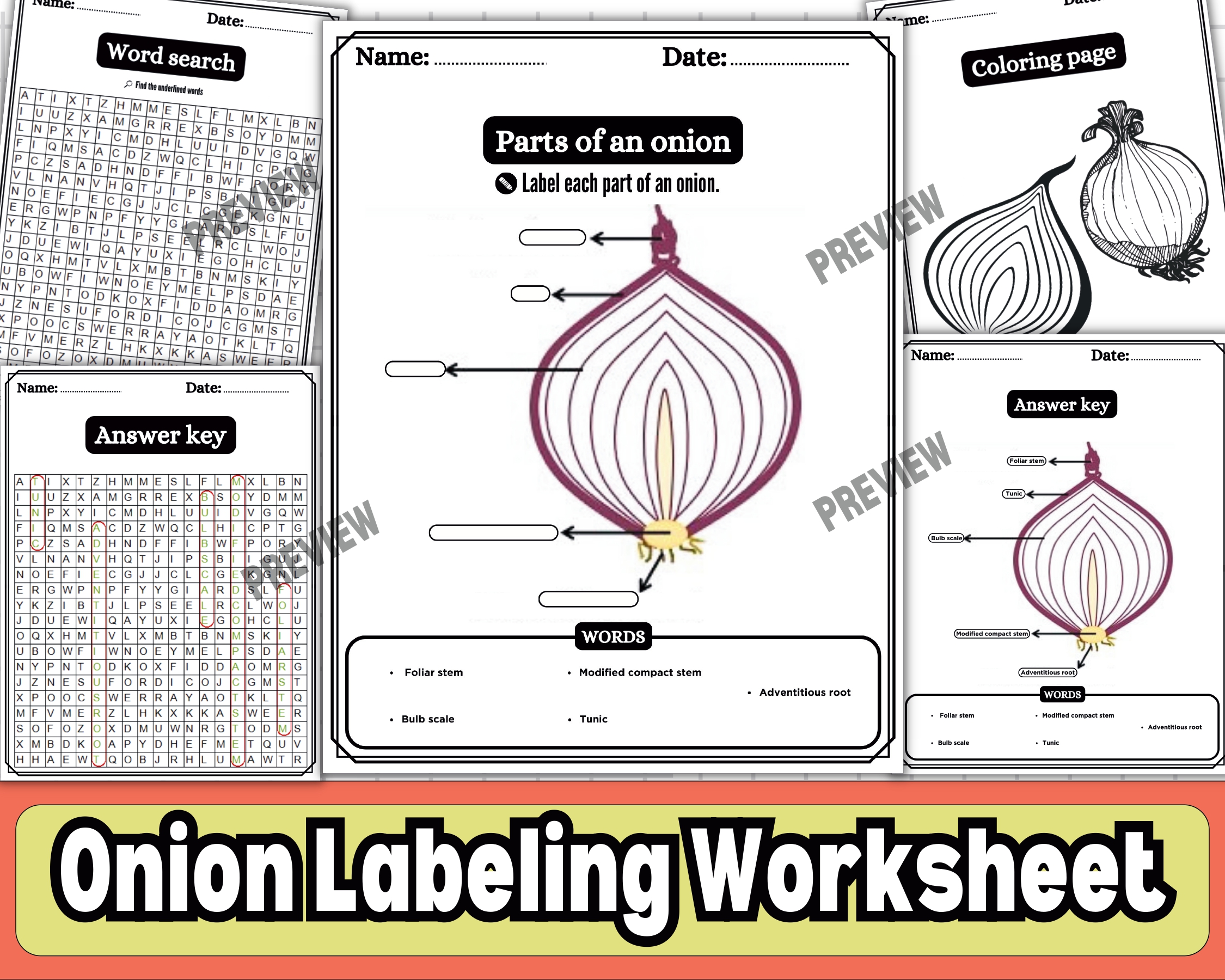 Parts of an Onion-Onion Anatomy Labeling Diagram,Worksheets,Coloring ...