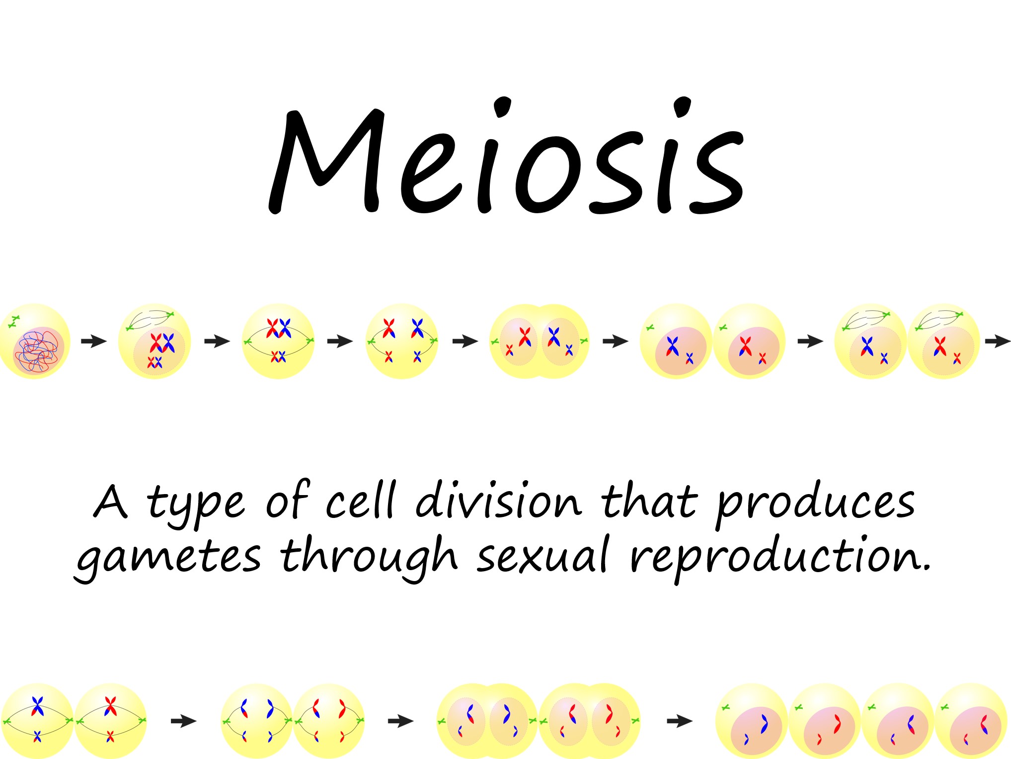 Meiosis Vocabulary Cards Word Wall | Teaching Resources