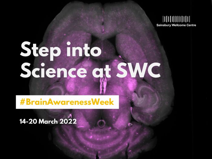 Brain Awareness Week Scavenger Hunt (Virtual) | Teaching Resources