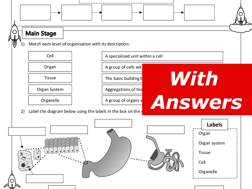 Cell Organisation Home Learning Worksheet GCSE | Teaching Resources