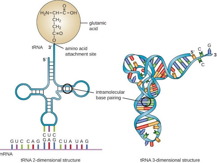 ALEVEL AQA BIOLOGY TOPIC 2 REVISION NOTES | Teaching Resources