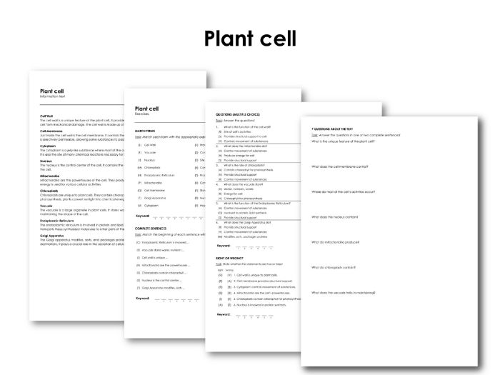 Plant cell | Teaching Resources