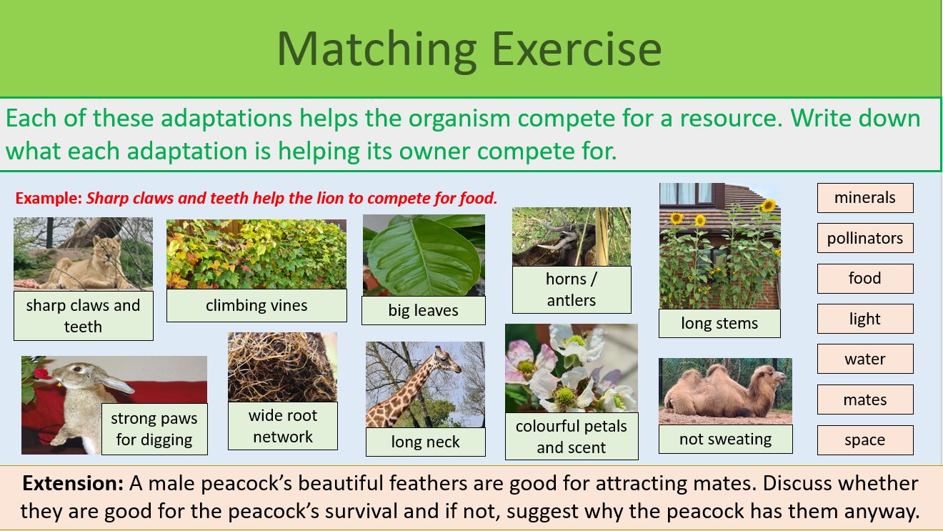 Competition ~ KS3 ~ Year 8 | Teaching Resources