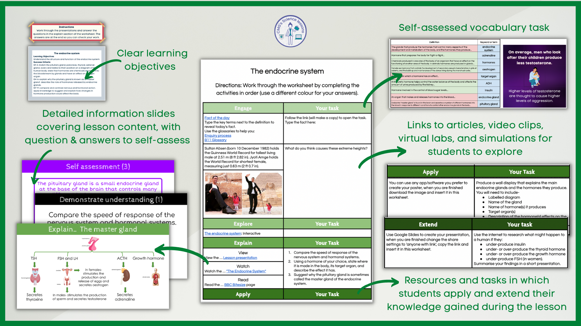The endocrine system Distance learning | Teaching Resources