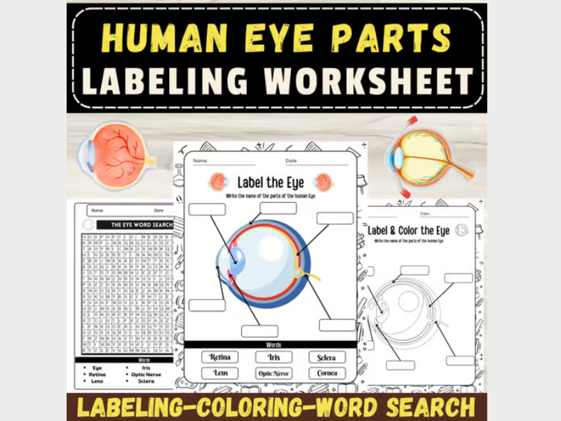 Label the Parts of the Human Eye Diagram: End of year Activities ...