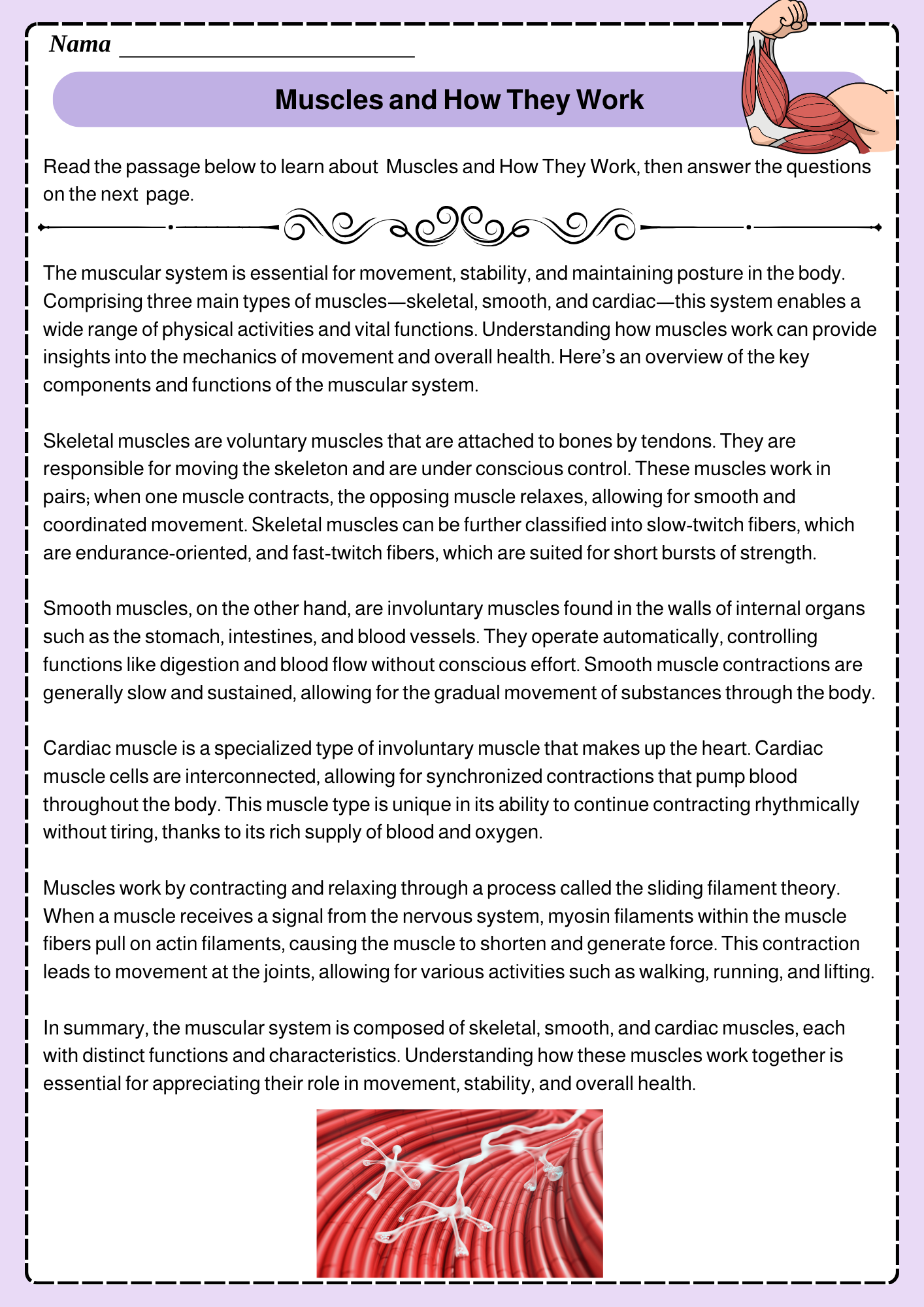 Muscles and How They Work Reading Comprehension Passages & Questions ...