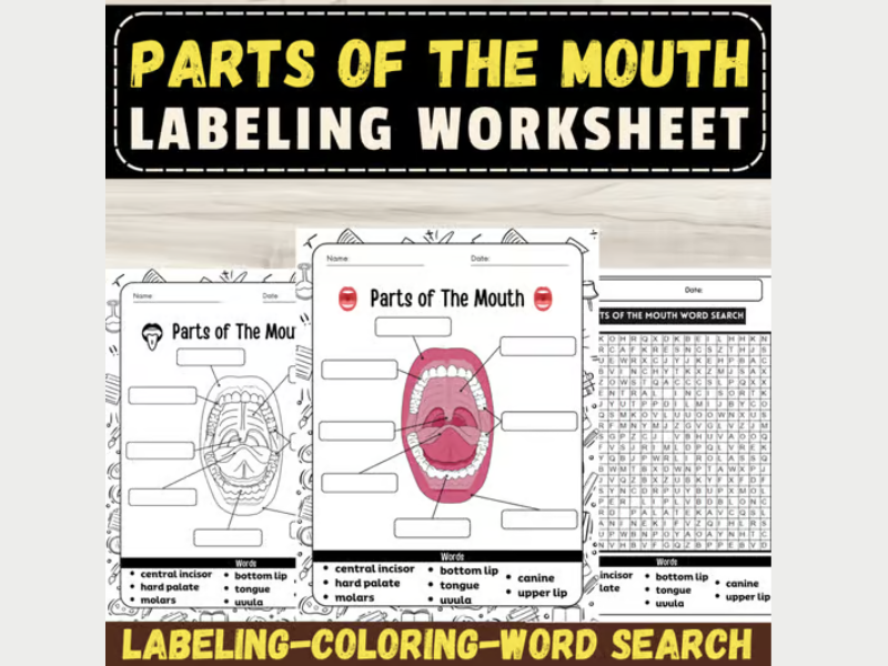 Label the Parts of The Human Mouth Anatomy: Back to School Activities ...