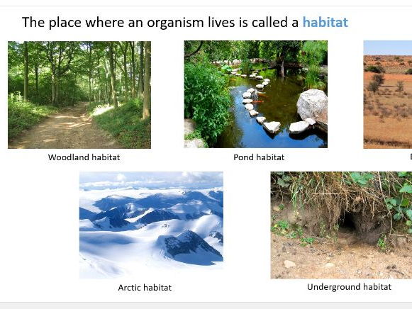 Habitats - Full lesson, powerpoint. Ecology Ecosystems Lesson 1 ...