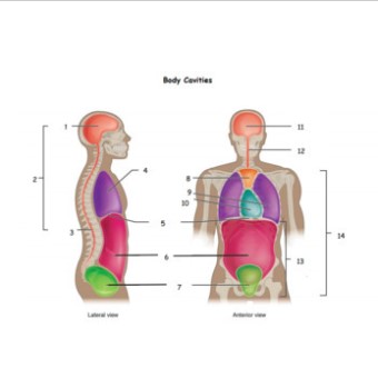 Body Directions, Planes, Cavities, and Regions Review Bundle | Teaching ...