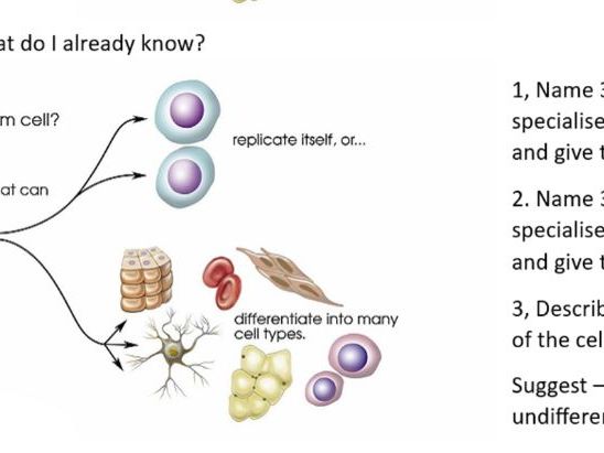 stem cell card sort | Teaching Resources