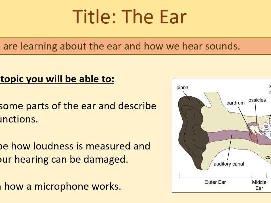 The Ear ~ KS3 ~ Year 7 | Teaching Resources