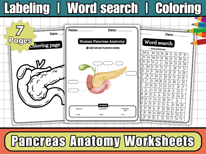 Pancreas Anatomy Worksheets-Labeling Diagram,Word Search,Parts,Coloring ...
