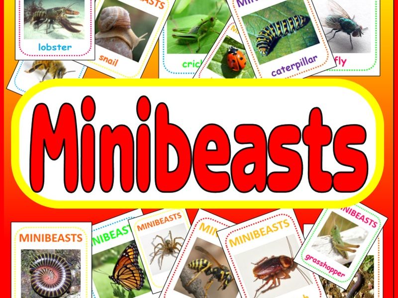 MINIBEASTS FLASHCARDS - 74 x A5 - SCIENCE DISPLAY TEACHING RESOURCES ...