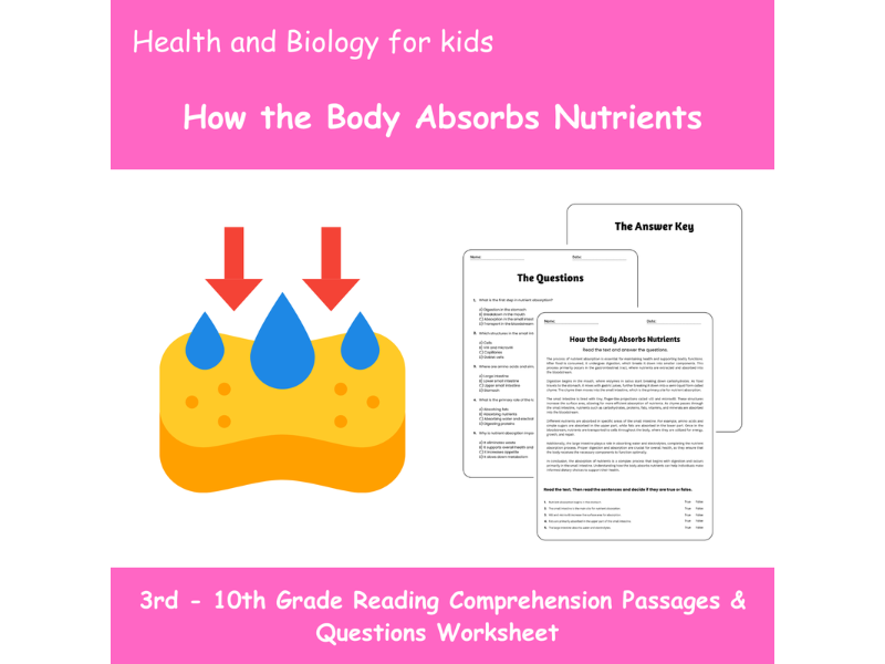 How the Body Absorbs Nutrients Reading Comprehension Passages ...
