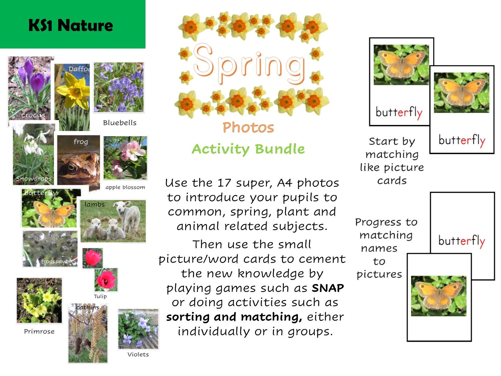 Plant Worksheets and Projects: Primary Science Teaching Resources ǀ Tes