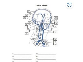 Veins of the Head Review Bundle for Anatomy or Physiology | Teaching ...