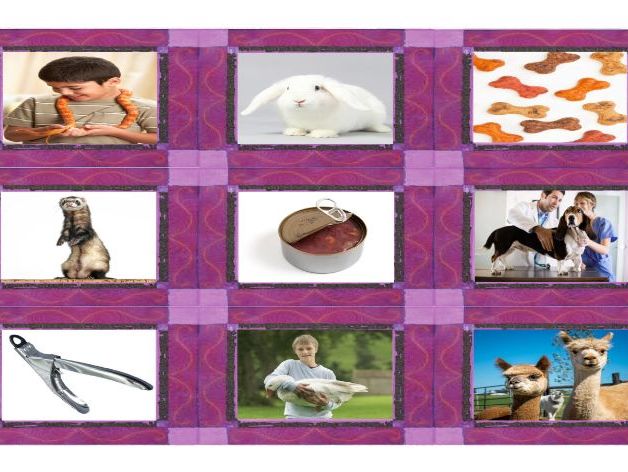 Pets and Pet Care 6 Spanish Photo Game Bundle | Teaching Resources