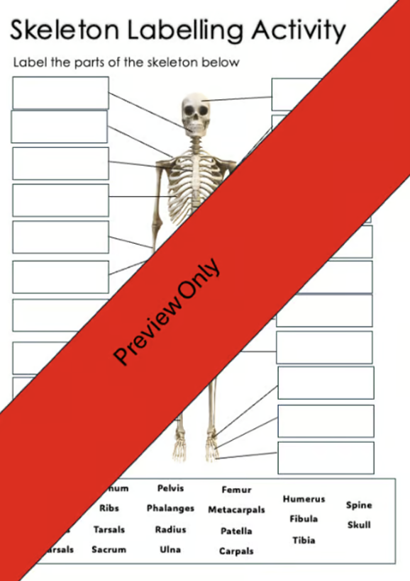 Skeleton Labelling Worksheet | Human Skeletal System Anatomy Diagram ...