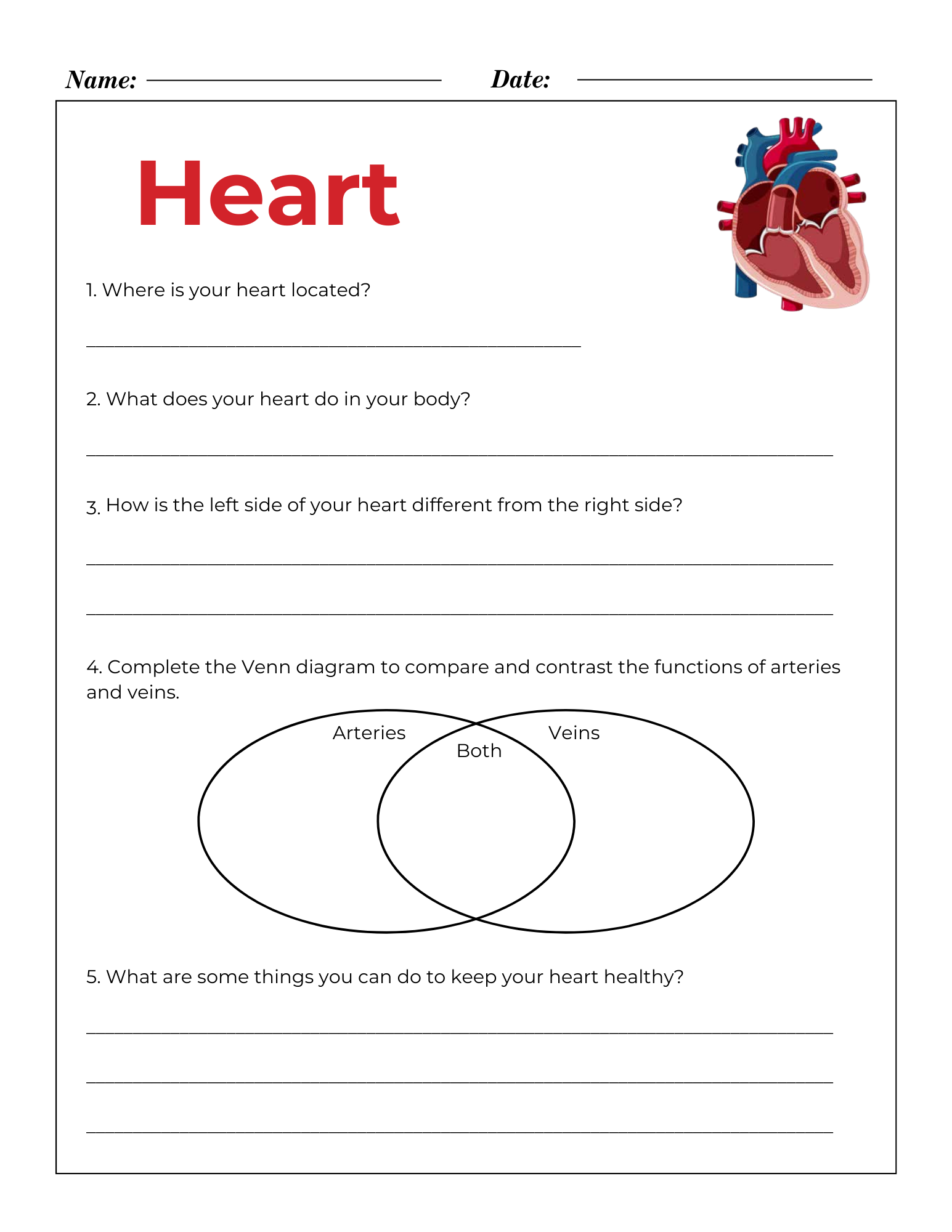 The Human Heart (Reading Passage & Diagram Activity) | Teaching Resources