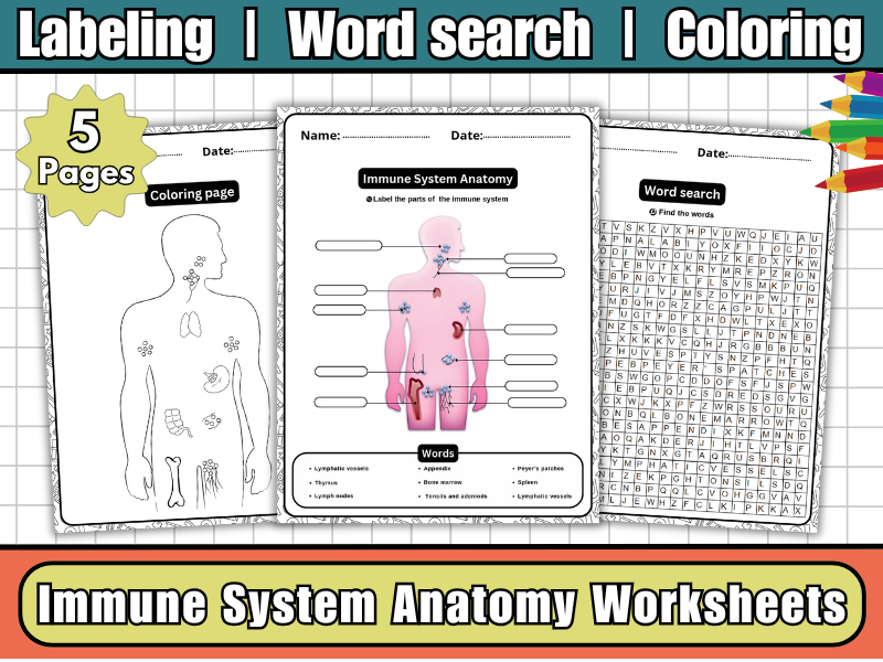 Immune System Anatomy Worksheets,Labeling Diagram,Word Search,Coloring ...