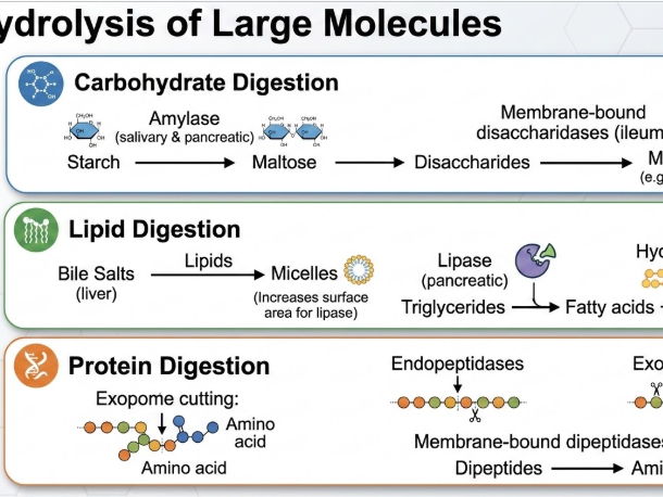 Digestion AQA AS Biology | Teaching Resources