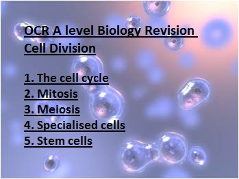A level Biology OCR Chapter 6 Cell Division revision homework sheets ...